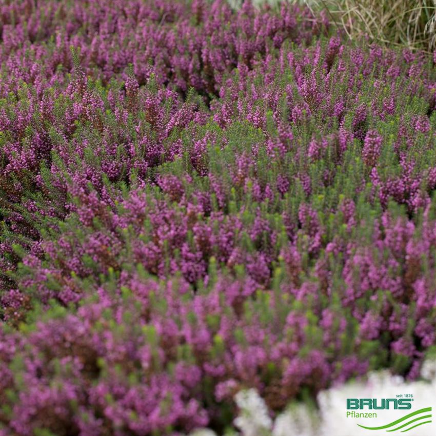 Erica carnea in Sorten von Bruns Pflanzen