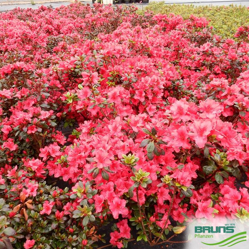 Jap. Azalea kl.bl. 'Johanna' von Bruns Pflanzen