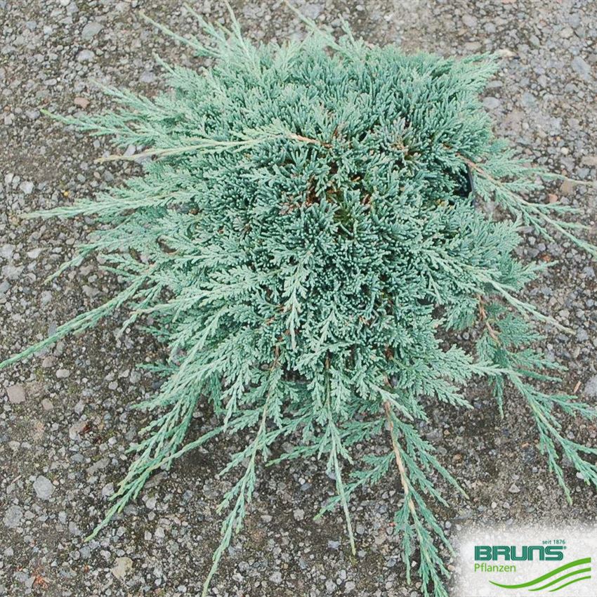 Juniperus horizontalis 'Icee Blue' (R) von Bruns Pflanzen