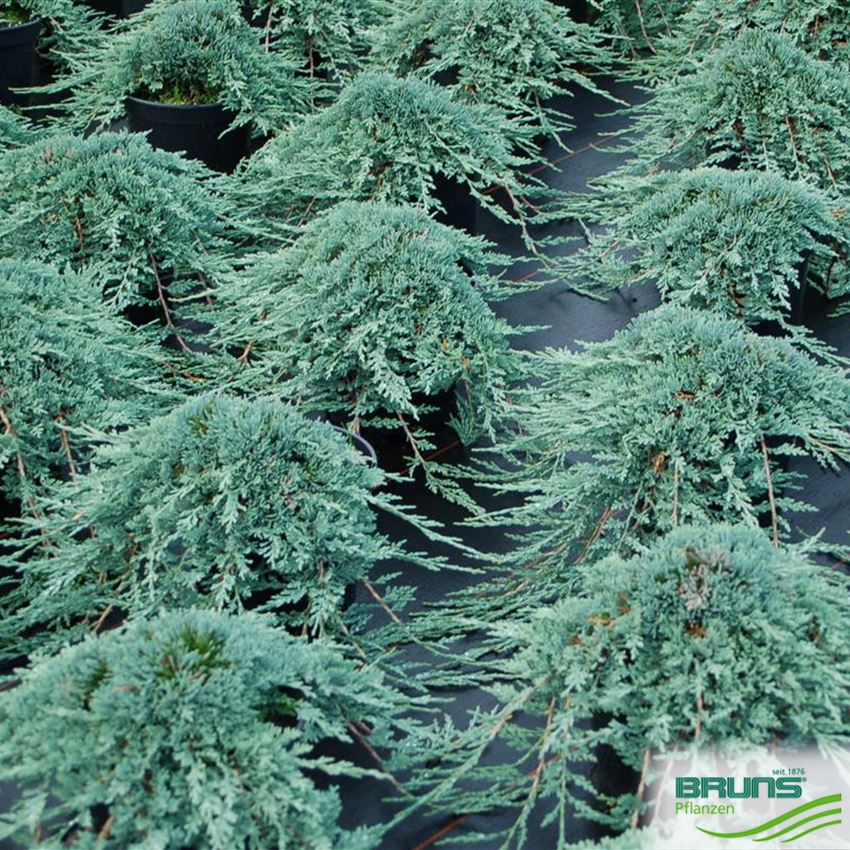 Juniperus horizontalis 'Icee Blue' (R) von Bruns Pflanzen