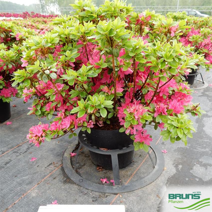 Jap. Azalea kl.bl. 'Kermesina' von Bruns Pflanzen