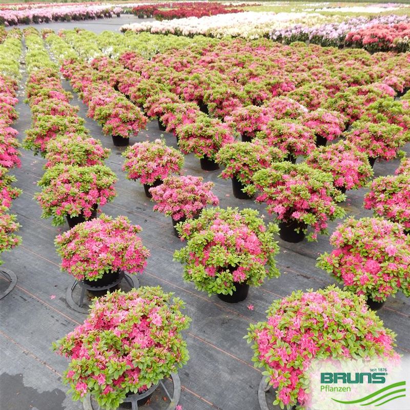 Jap. Azalea kl.bl. 'Kermesina' von Bruns Pflanzen