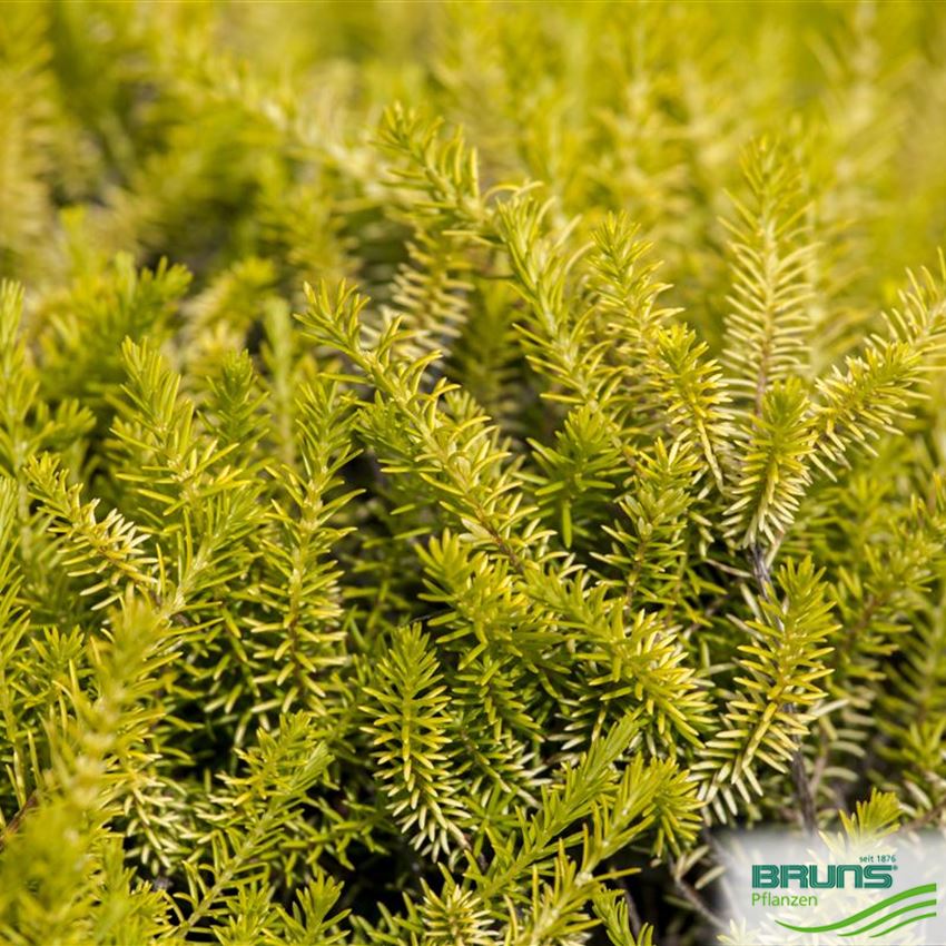 Erica carnea in Sorten von Bruns Pflanzen
