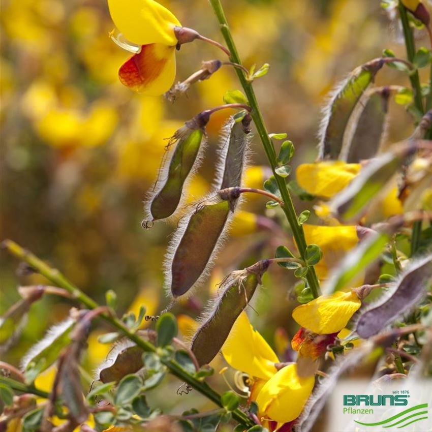 Cytisus scoparius, Common broom von Bruns Pflanzen