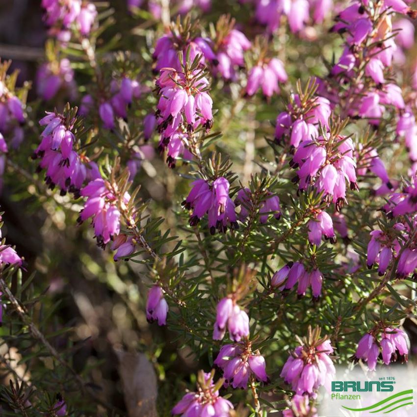 Erica carnea in Sorten von Bruns Pflanzen
