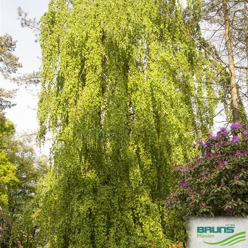 Fagus sylvatica 'Pendula', Weeping beech von Bruns Pflanzen