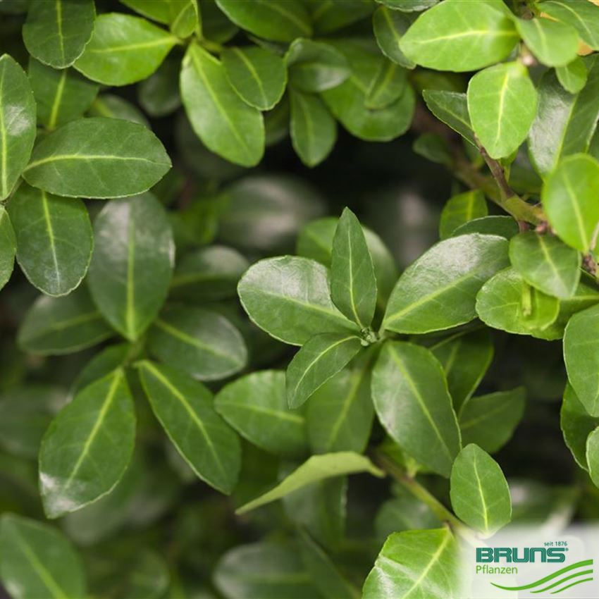 Ilex crenata, Japanese holly von Bruns Pflanzen