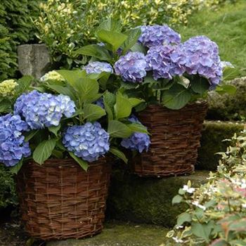 Hydrangea macrophylla 'Forever & Ever (R) Blue' von Bruns Pflanzen