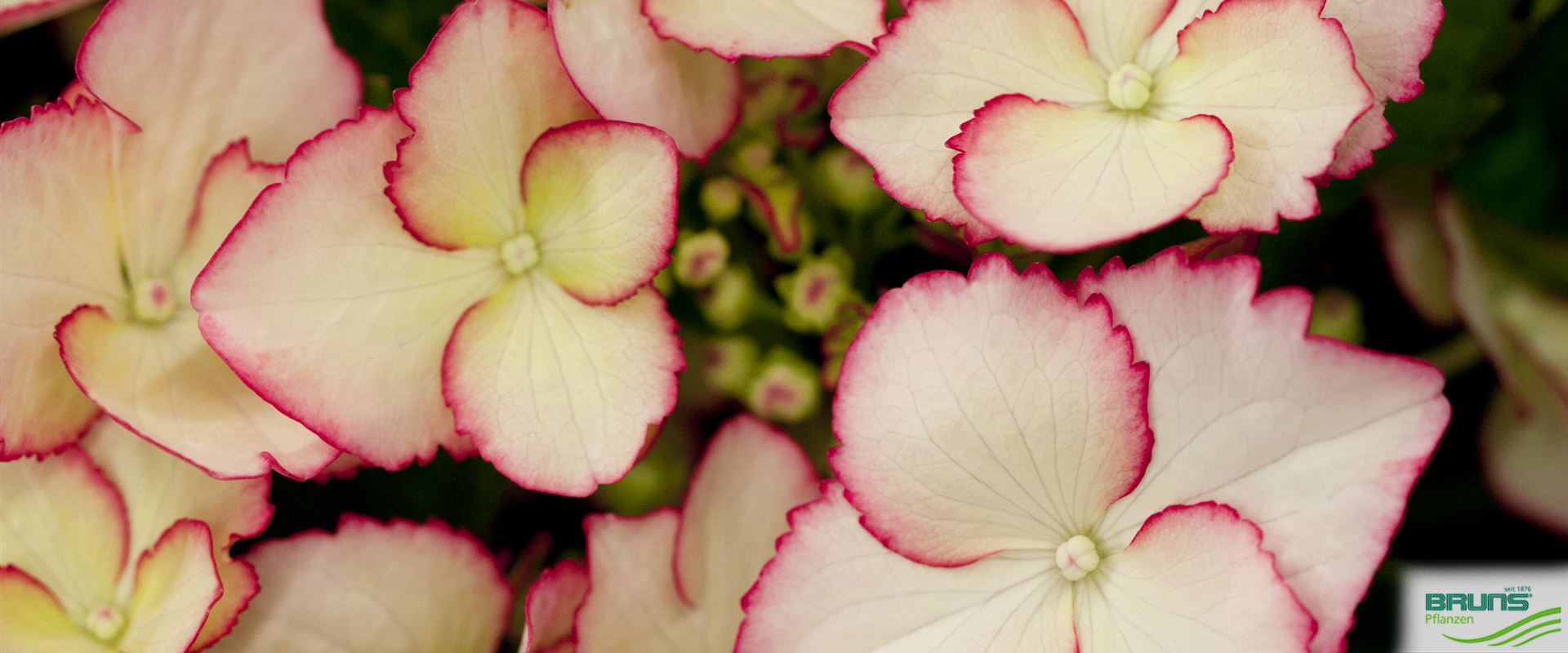 Hydrangea macrophylla Hovaria (R) Love you Kiss (R) von Bruns Pflanzen