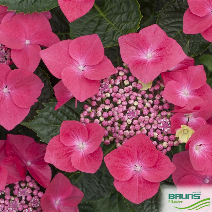 Hydrangea macrophylla 'Kardinal' von Bruns Pflanzen