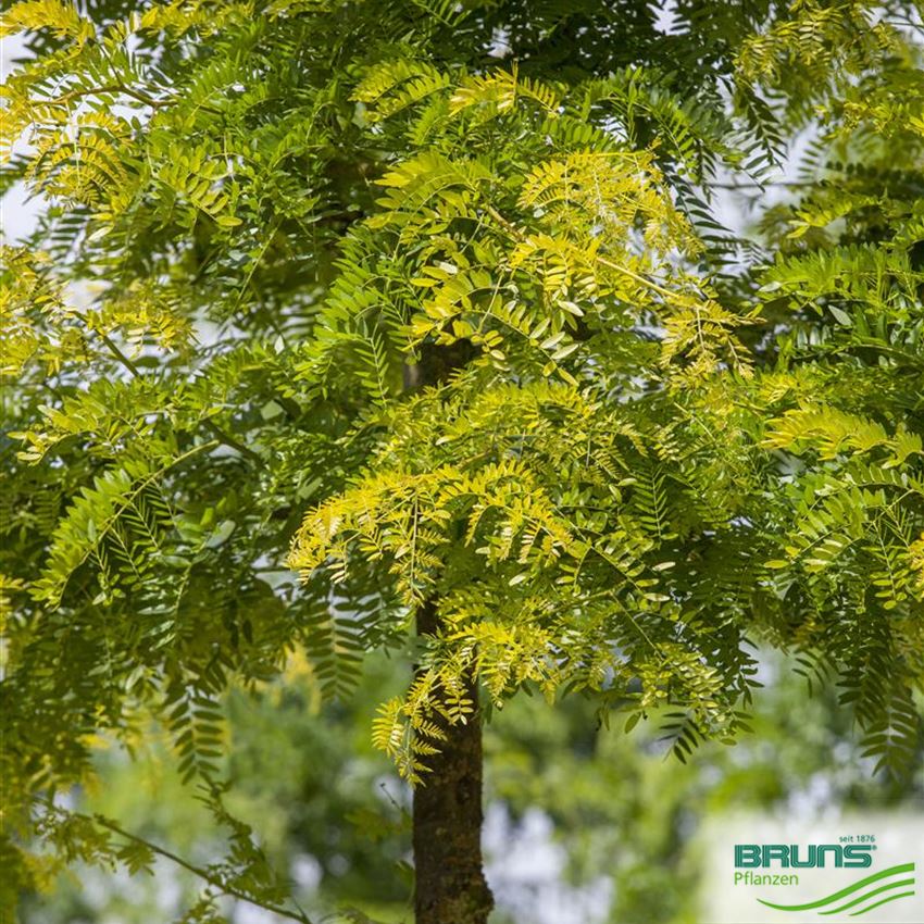 Gleditsia triacanthos 'Sunburst', Gold-Gleditschie von Bruns Pflanzen