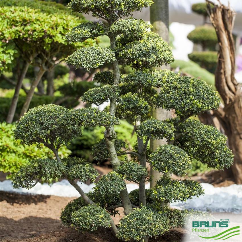 Ilex crenata, Japanese holly von Bruns Pflanzen