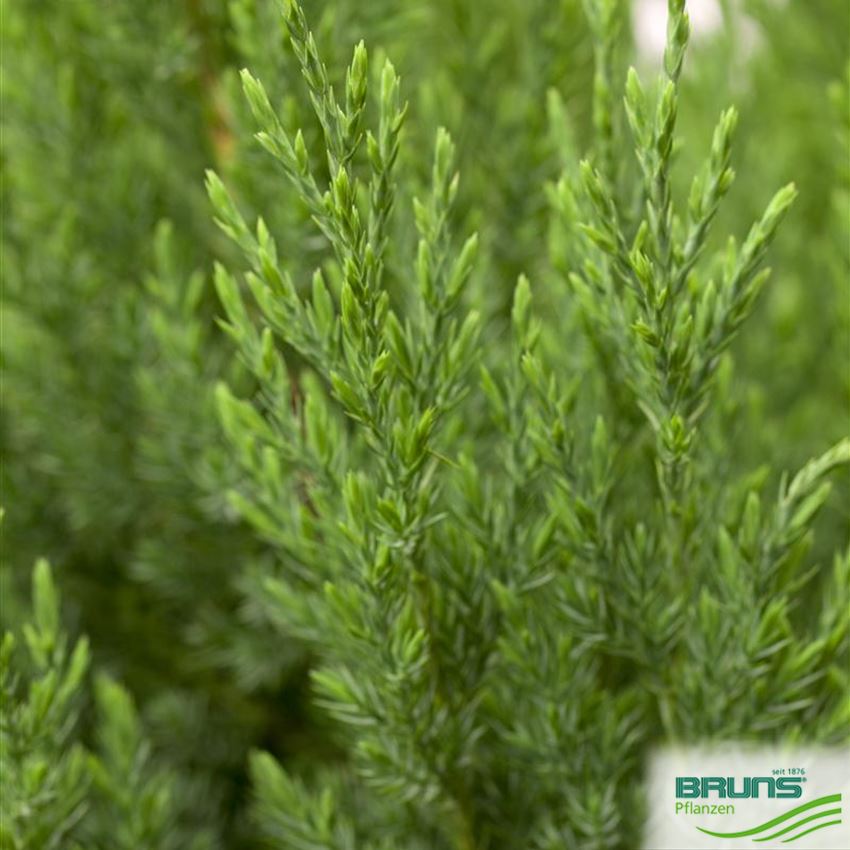 Juniperus chinensis 'Stricta', Chinese juniper von Bruns Pflanzen