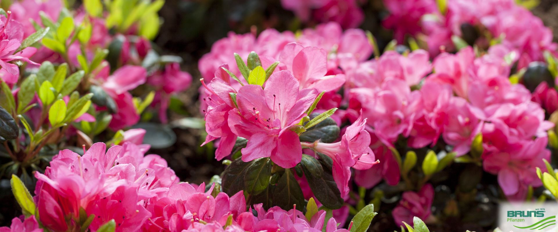 Jap. Azalea kl.bl. 'Canzonetta' von Bruns Pflanzen