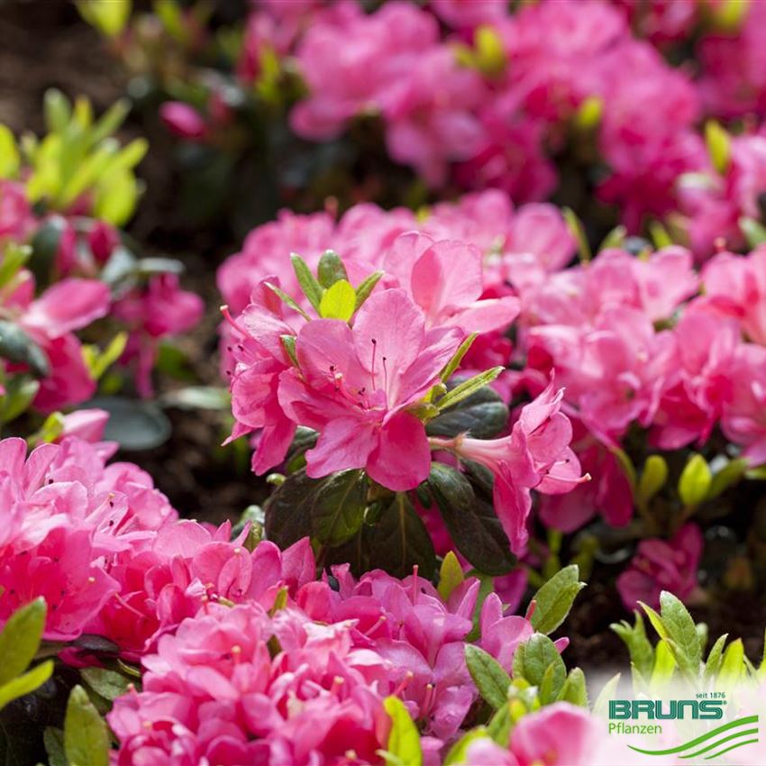 Jap. Azalea kl.bl. 'Canzonetta' von Bruns Pflanzen