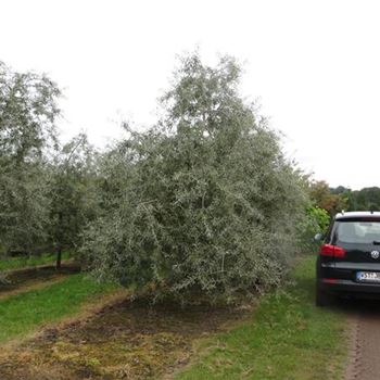 Pyrus salicifolia von Bruns Pflanzen