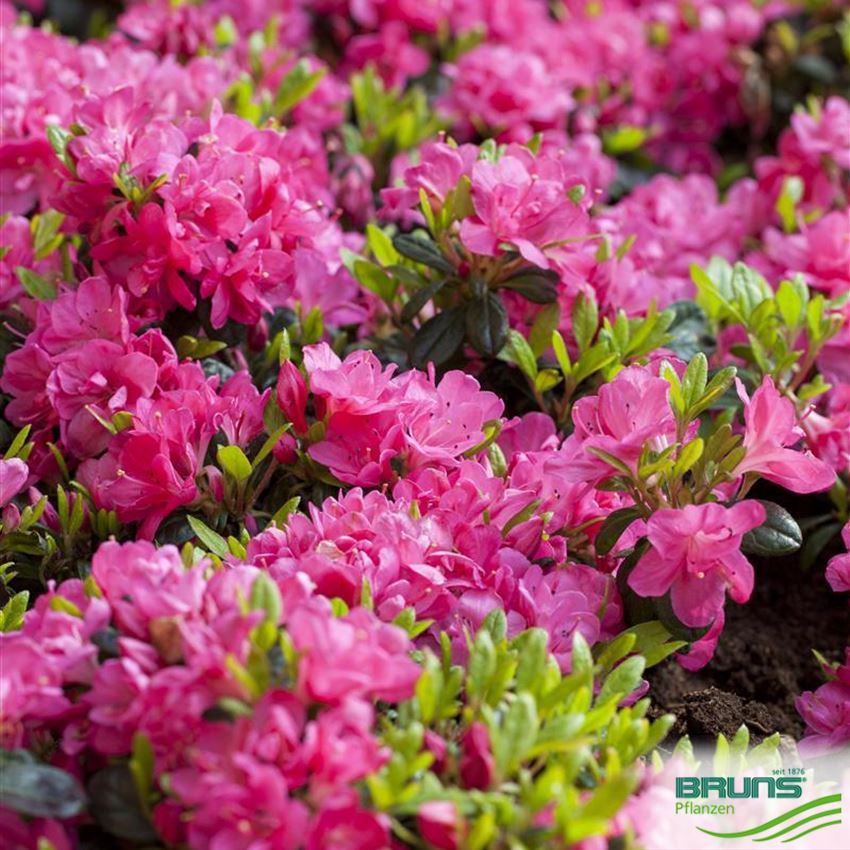 Jap. Azalea kl.bl. 'Canzonetta' von Bruns Pflanzen