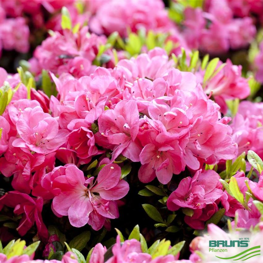 Jap. Azalea kl.bl. 'Canzonetta' von Bruns Pflanzen