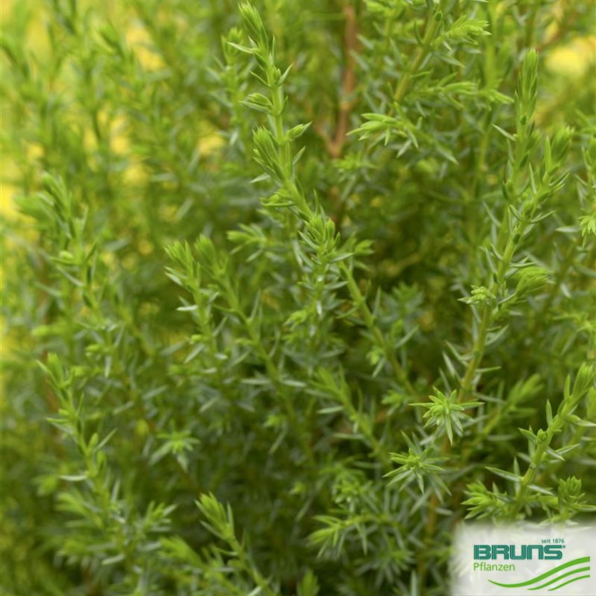 Juniperus communis 'Compressa' von Bruns Pflanzen