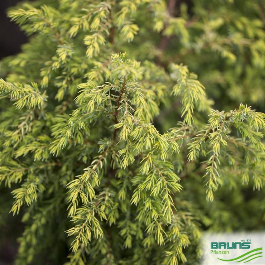 Juniperus communis 'Gold Cone' von Bruns Pflanzen