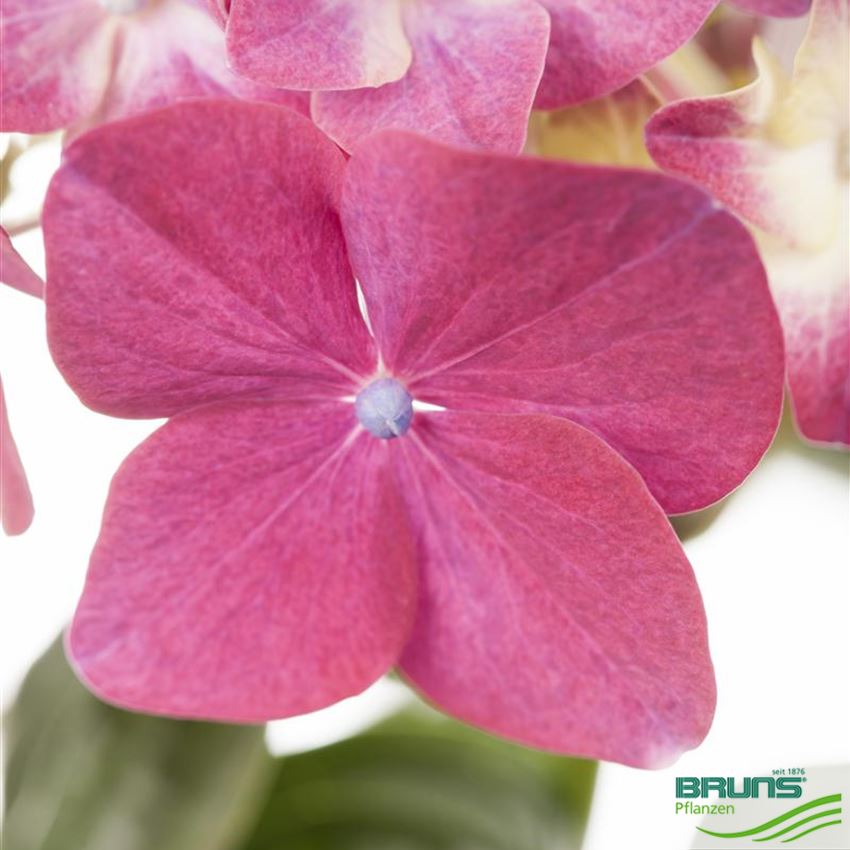 Hydrangea macroph. Hybriden in Sorten von Bruns Pflanzen