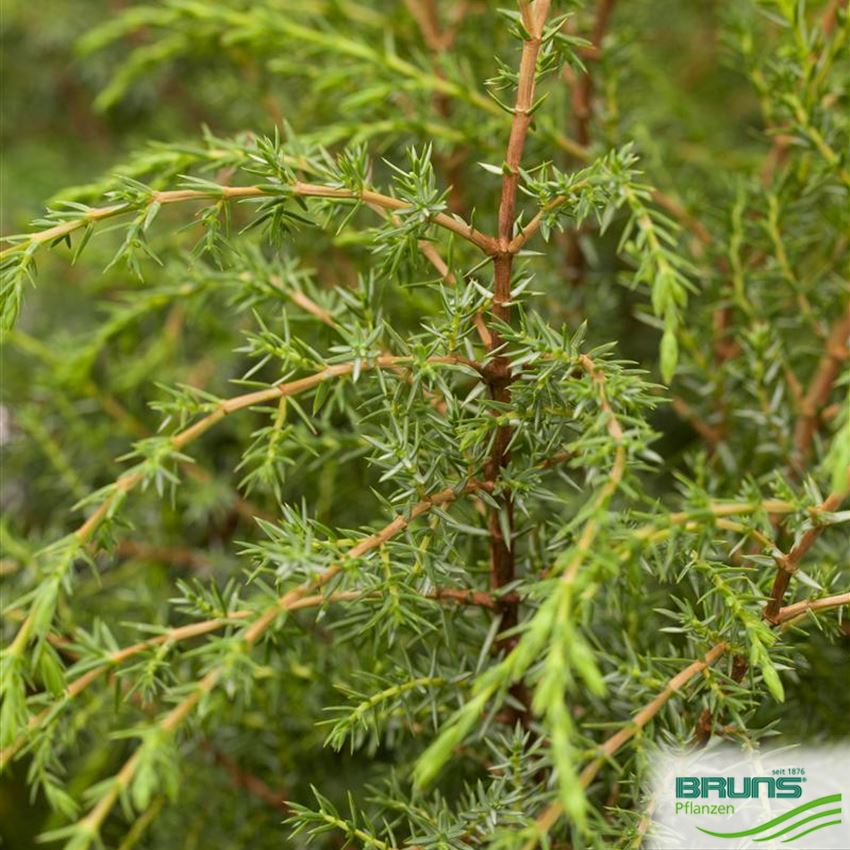 Juniperus communis 'Hibernica', genévrier d'Irlande fastigié von Bruns ...