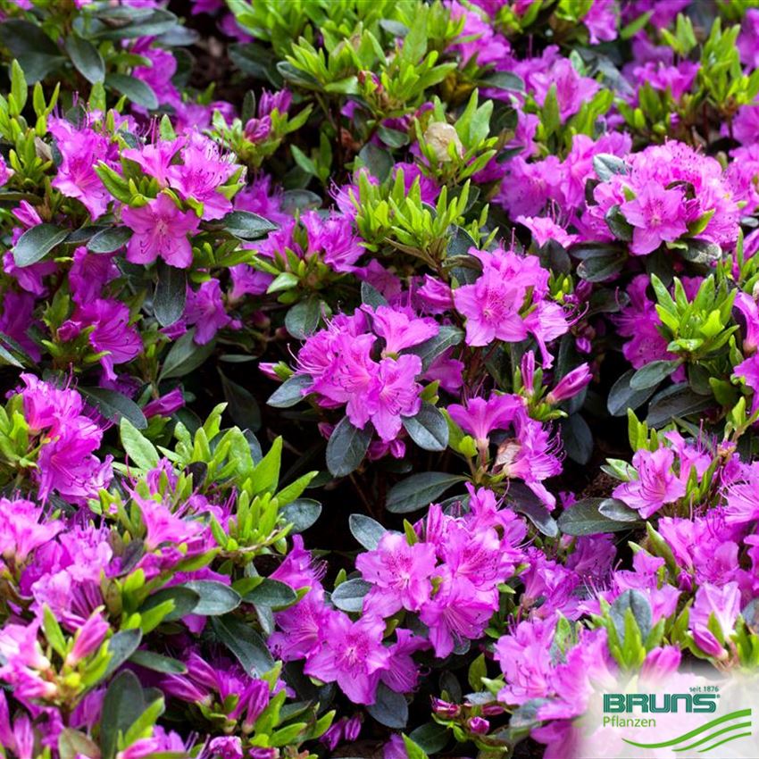Jap. Azalea kl.bl. 'Koenigstein' von Bruns Pflanzen