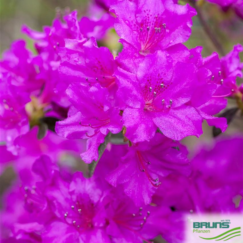 Jap. Azalea kl.bl. 'Koenigstein' von Bruns Pflanzen