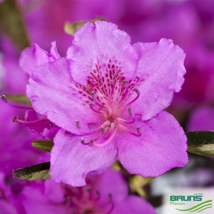 Jap. Azalea kl.bl. 'Koenigstein' von Bruns Pflanzen