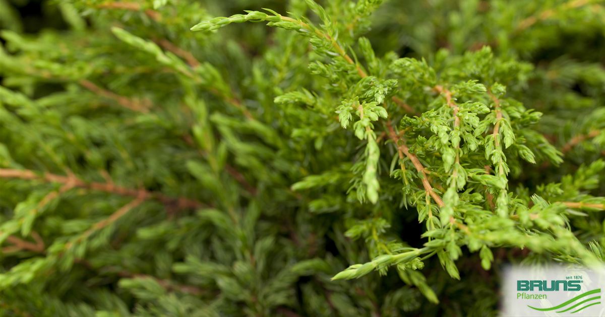 Juniperus communis 'Repanda' von Bruns Pflanzen