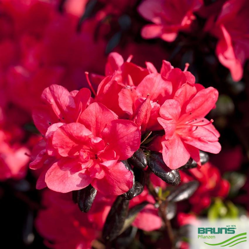 Jap. Azalea kl.bl. 'Maruschka' von Bruns Pflanzen
