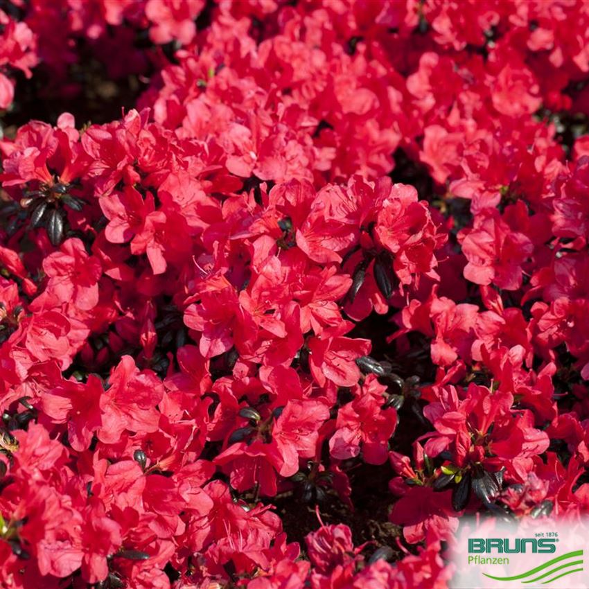 Jap. Azalea kl.bl. 'Maruschka' von Bruns Pflanzen