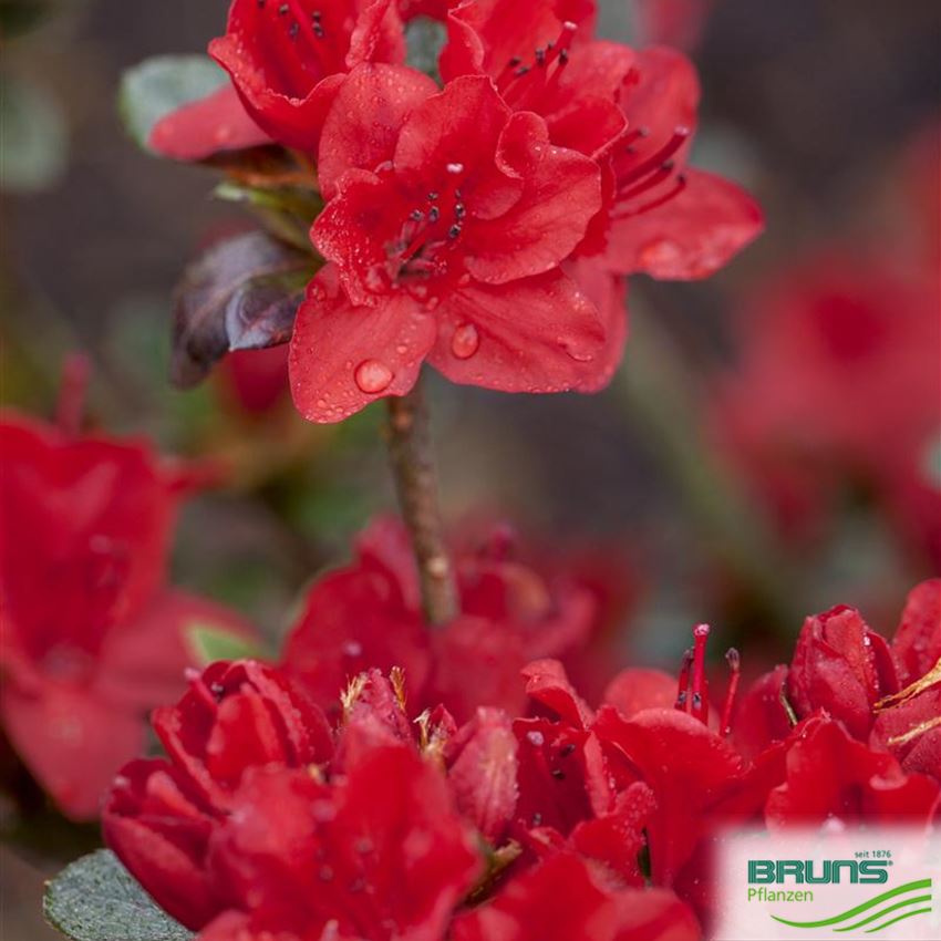 Jap. Azalea kl.bl. 'Maruschka' von Bruns Pflanzen