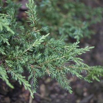 Juniperus communis 'Repanda' von Bruns Pflanzen