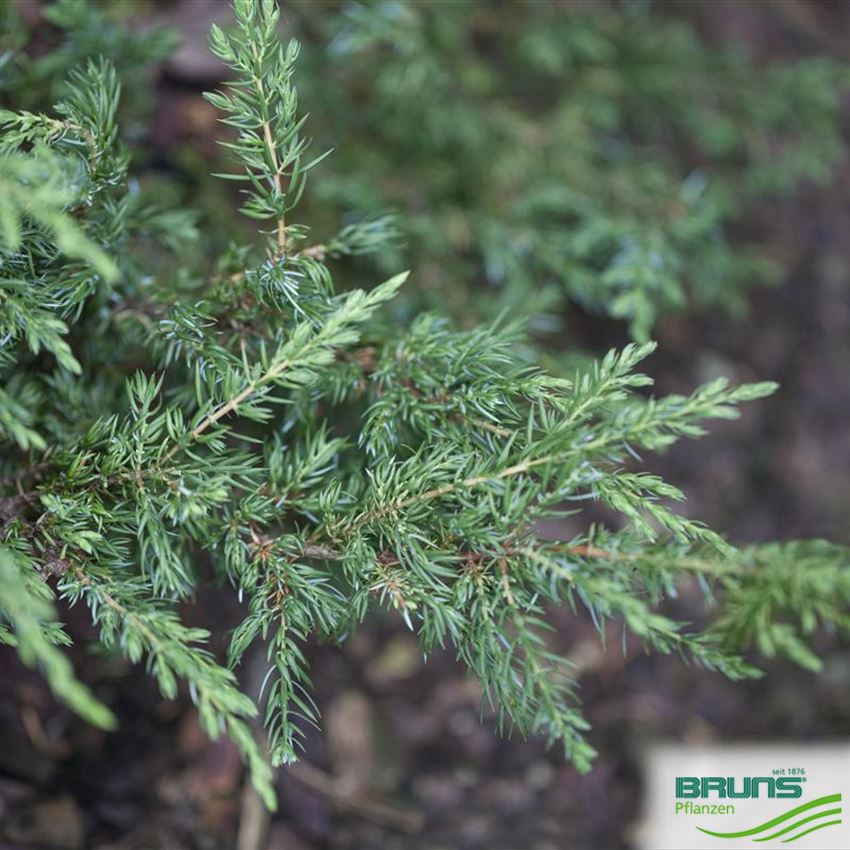 Juniperus communis 'Repanda' von Bruns Pflanzen
