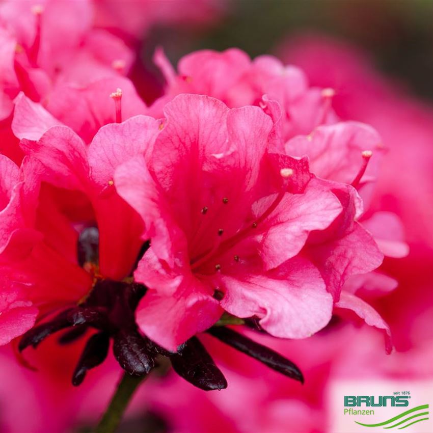 Jap. Azalea kl.bl. 'Maruschka' von Bruns Pflanzen