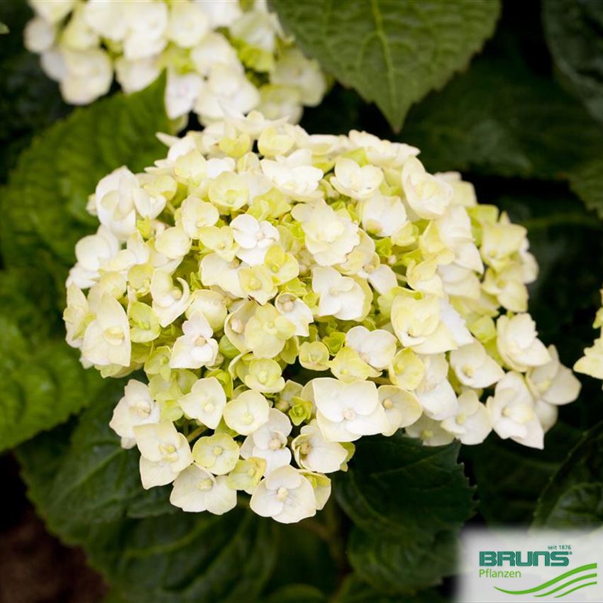Hydrangea macrophylla 'The Bride' (R) von Bruns Pflanzen