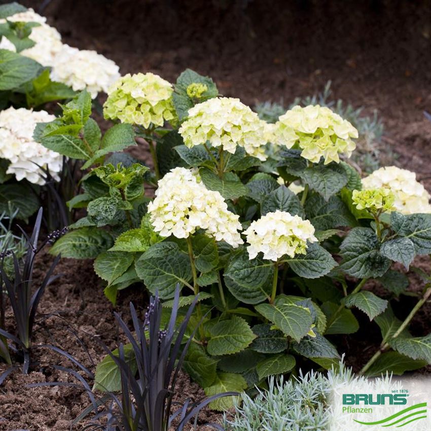 Hydrangea 'Endless Summer' (R) arbor. 'Bella Anna' (R) von Bruns Pflanzen