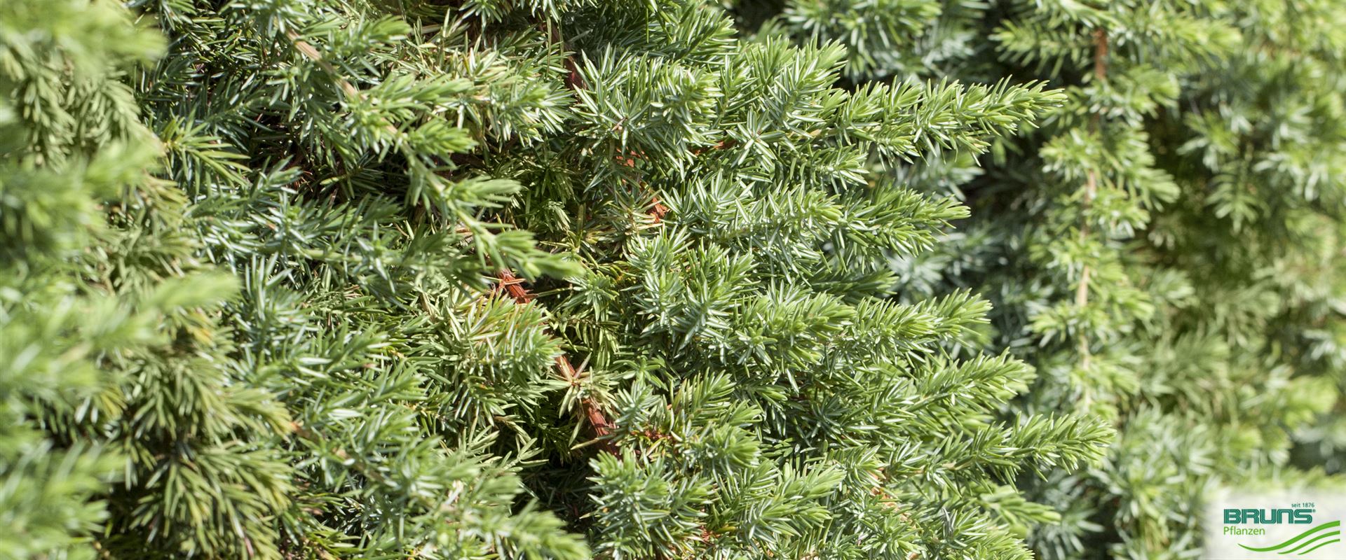 Juniperus conferta 'Blue Pacific' von Bruns Pflanzen