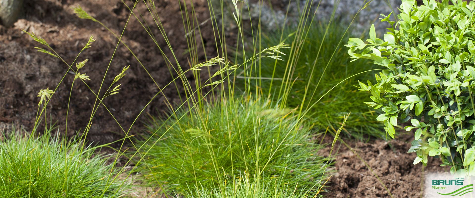 Festuca gautieri 'Pic Carlit' von Bruns Pflanzen