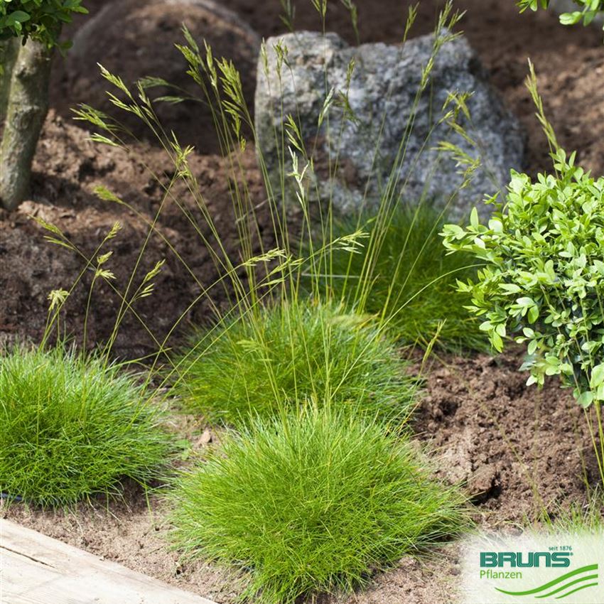 Festuca gautieri 'Pic Carlit' von Bruns Pflanzen