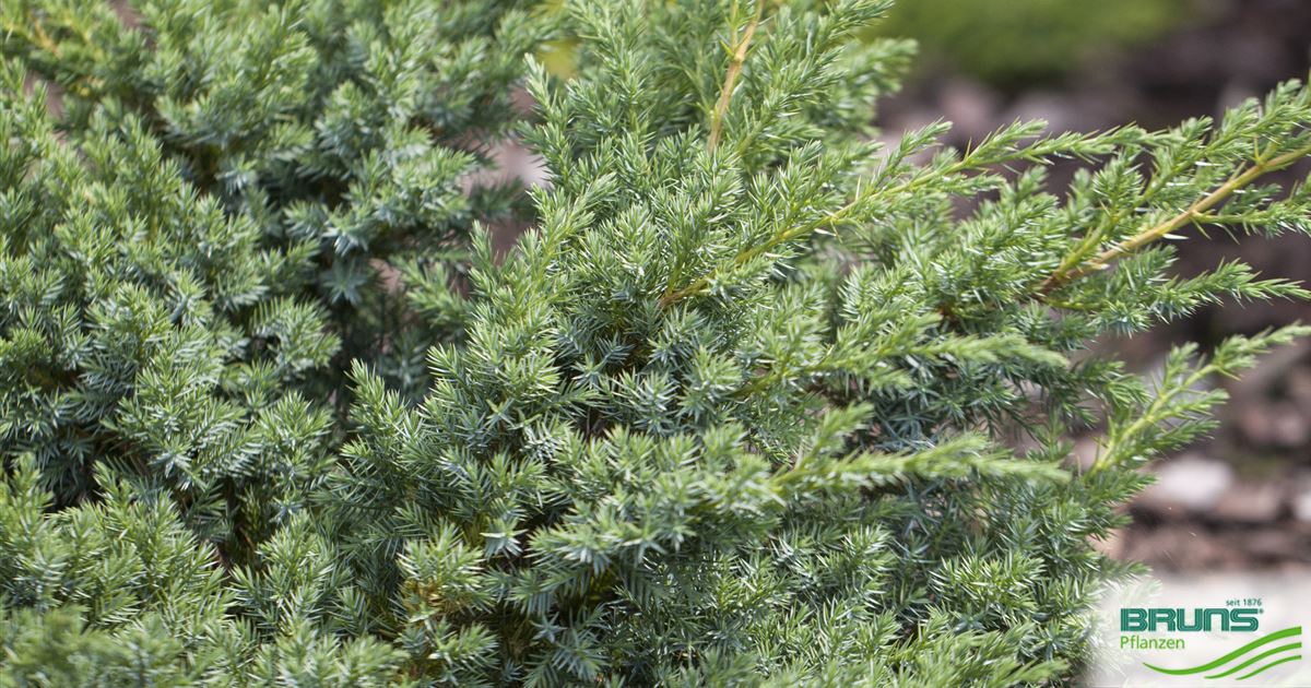 Juniperus horizontalis 'Andorra Compact' von Bruns Pflanzen