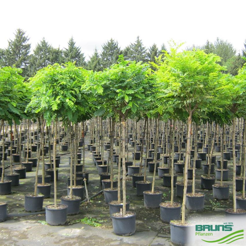 Robinia pseudoacacia 'Umbraculifera', robinier boule von Bruns Pflanzen