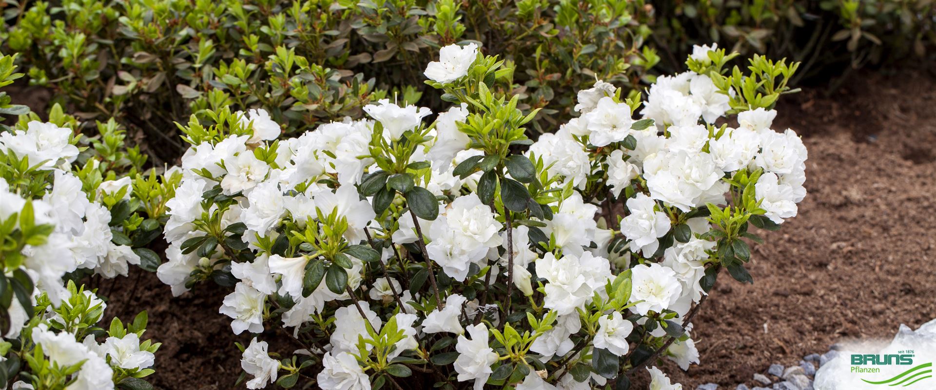 Jap. Azalea kl.bl. 'Schneeperle' (R) von Bruns Pflanzen