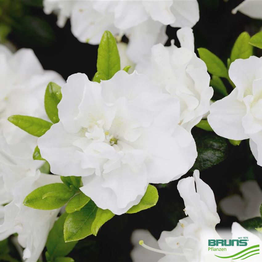 Jap. Azalea kl.bl. 'Schneeperle' (R) von Bruns Pflanzen