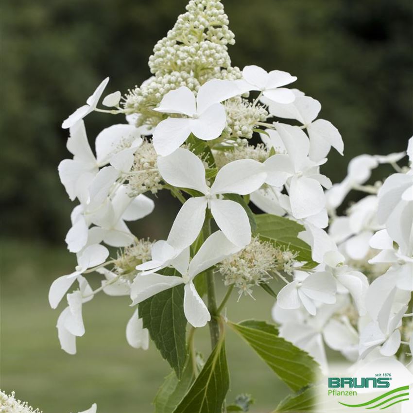 Hydrangea paniculata 'Kyushu' von Bruns Pflanzen