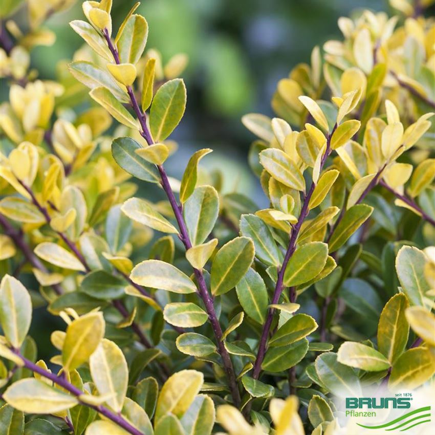 Ilex crenata 'Golden Gem' von Bruns Pflanzen