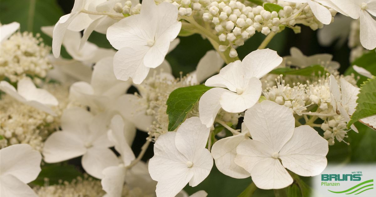 Hydrangea paniculata 'Levana' von Bruns Pflanzen