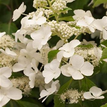 Hydrangea paniculata 'Levana' von Bruns Pflanzen
