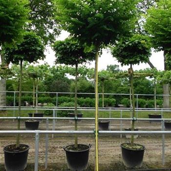 Robinia pseudoacacia 'Umbraculifera', robinier boule von Bruns Pflanzen